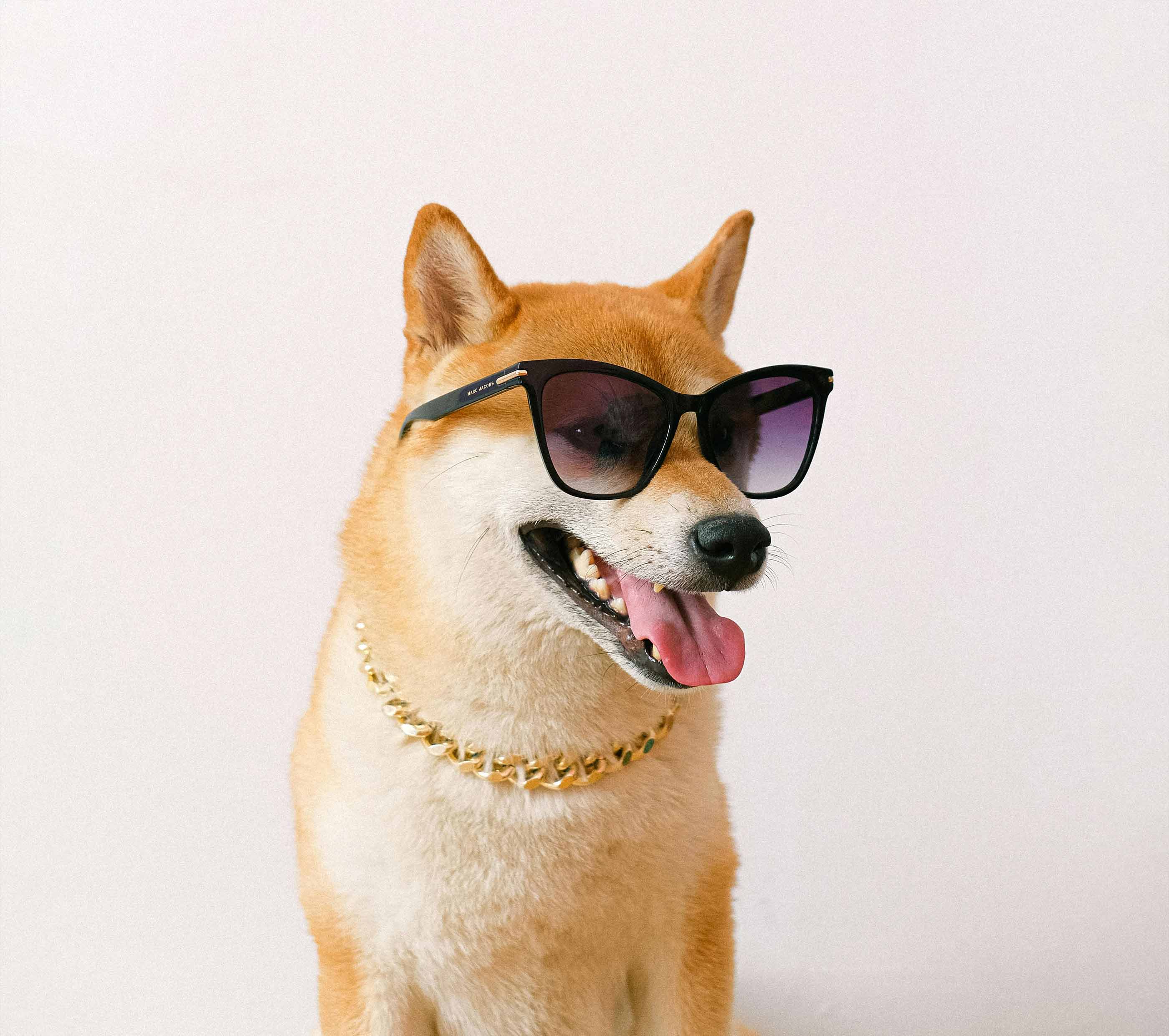 Is Your Dog an ENFP or an INTJ?